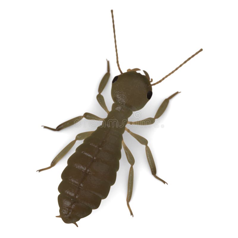 Soldier Termite Illustration Stock Illustration - Illustration of legs ...
