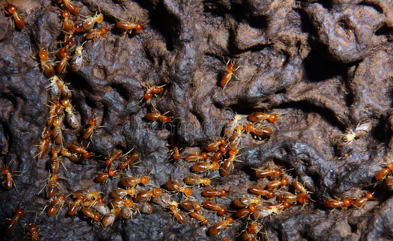 Termites stock image. Image of termite, node, insect - 17290271
