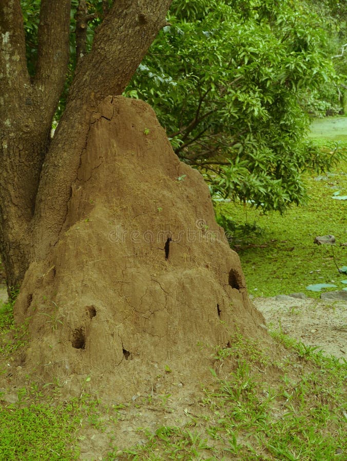 Termites stock photo. Image of clay, colony, insect, asian - 29222414
