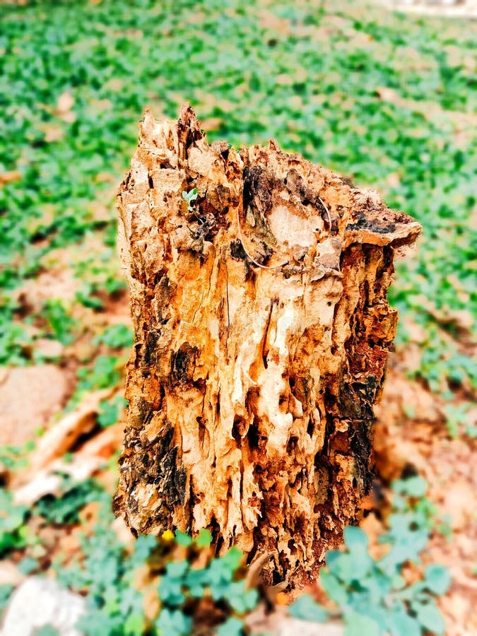 Tree Stump Removal Stock Illustrations – 57 Tree Stump Removal Stock ...