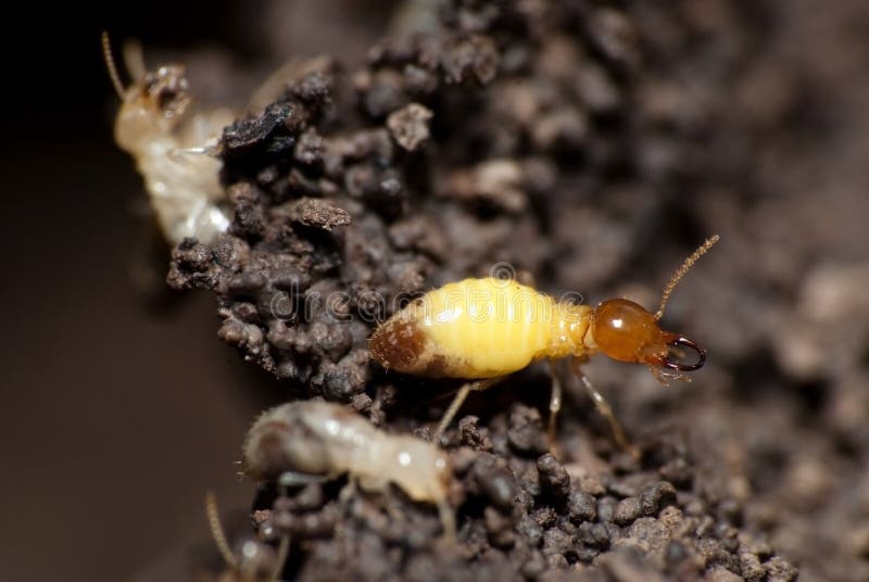 White termites stock image. Image of isoptera, eating - 17456047