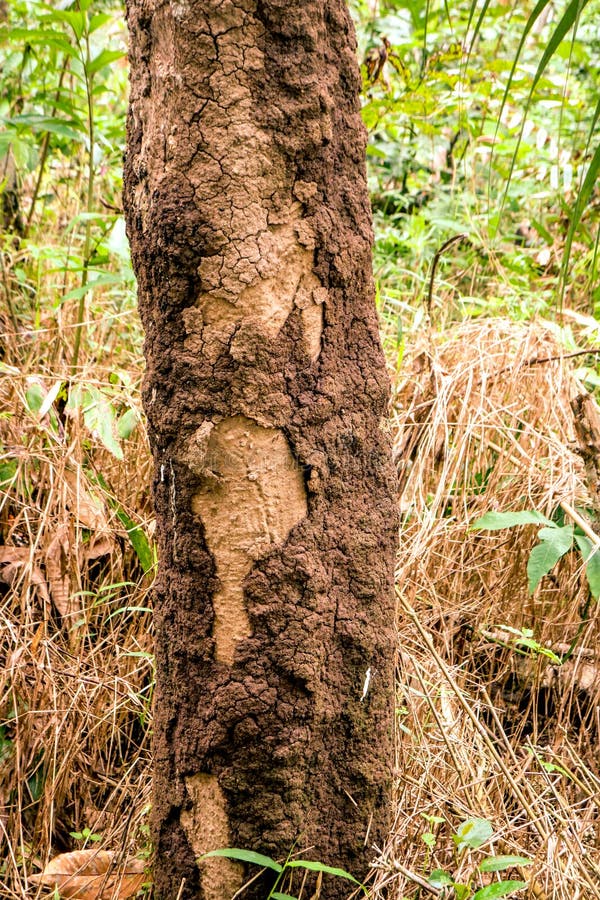 Termites Build Homes on Large Tree Trunks in the Forest Stock Photo ...
