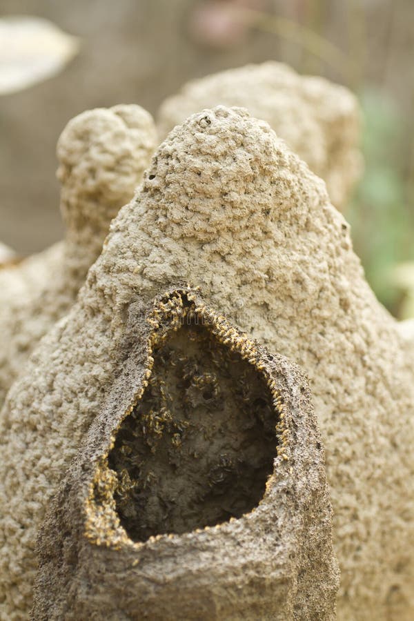 Termites Building Mound in Bardia National Park, Nepal Stock Photo ...