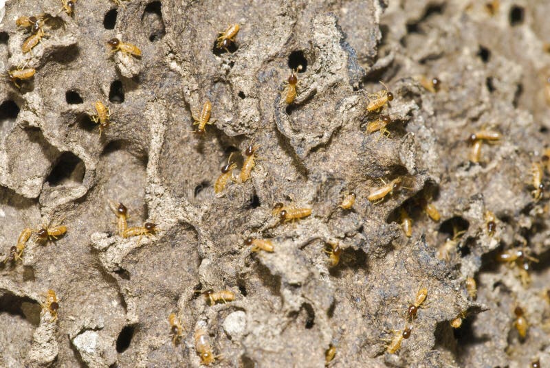 Termites Colony Stock Photos - Image: 13487853