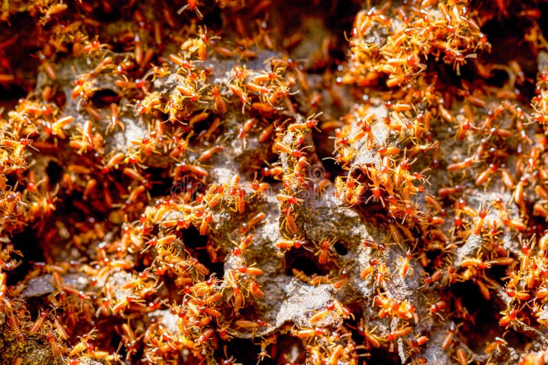 Termites Colony stock image. Image of soil, colony, land - 13487853