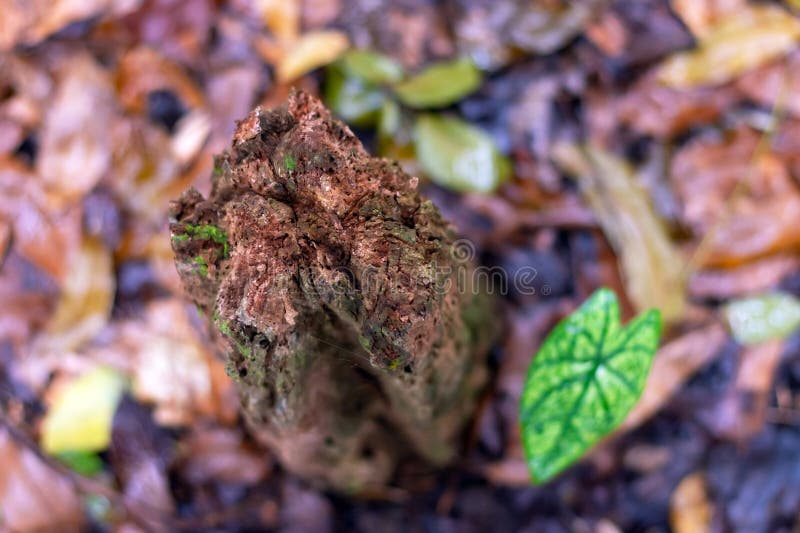 Termites Destroyed the Tree. Tree Stump in the Forest Stock Image ...
