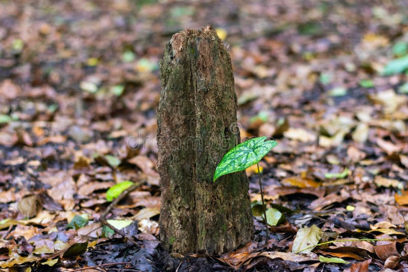 Termites Destroyed the Tree. Tree Stump in the Forest Stock Image ...