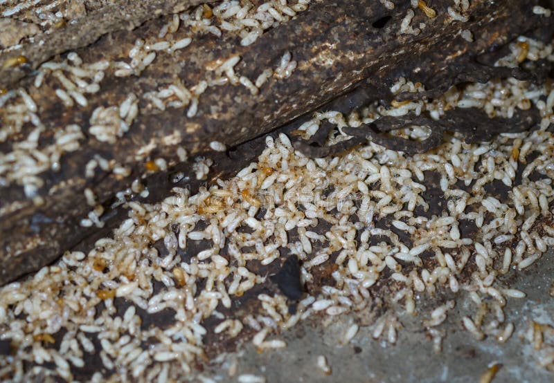 Termites stock image. Image of nature, brown, infestation - 94832687