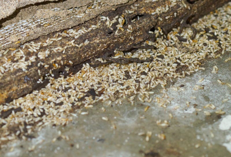 Termites Destroying Wood from the Ground Stock Image - Image of ...