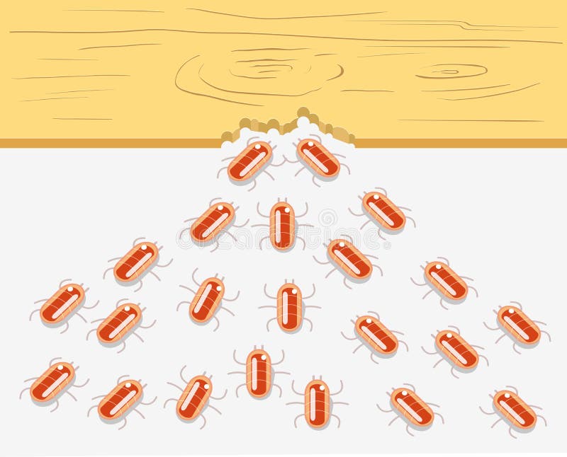 Subterranean Termites Stock Illustrations – 13 Subterranean Termites ...