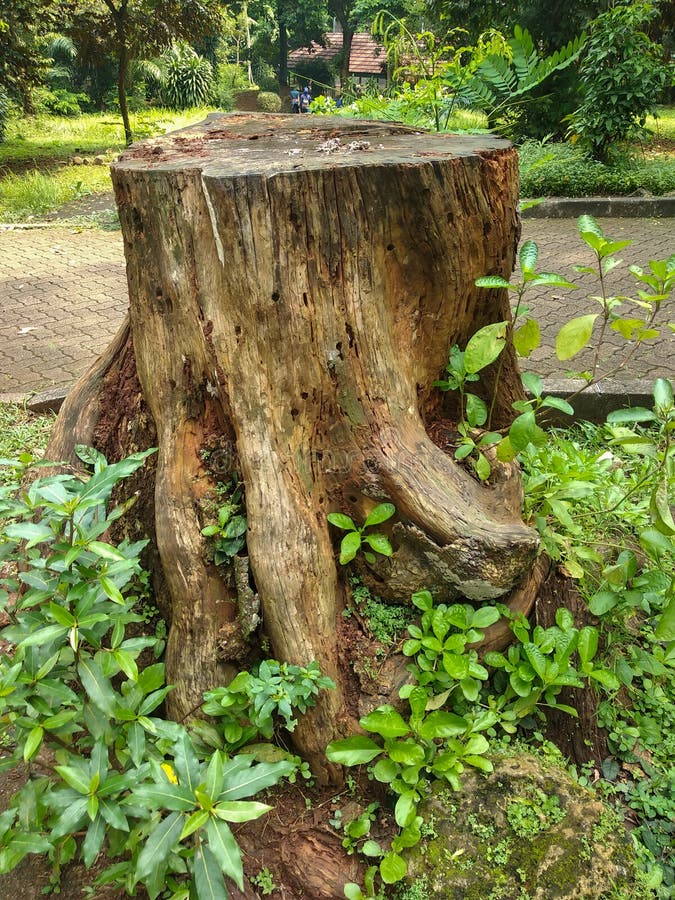 Termites eat tree trunks stock image. Image of branch - 252700925