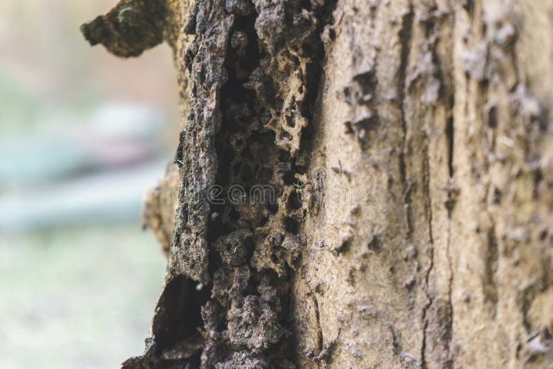 Damage Termite Trees Stock Photos - Free & Royalty-Free Stock Photos ...