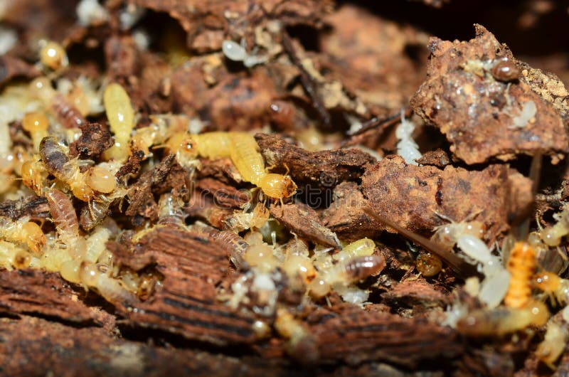 Termites stock photo. Image of wood, termite, detail - 45329774
