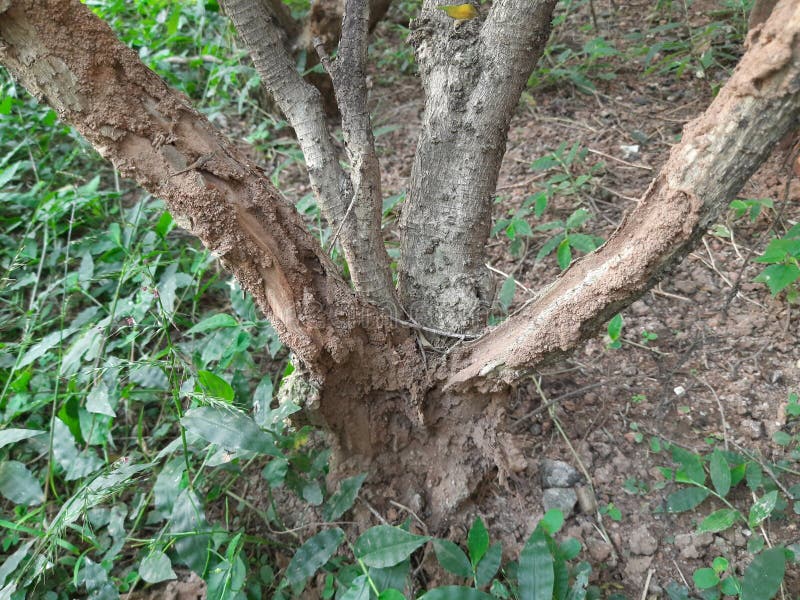 Termites Eating Tree Dry Branch. Stock Image - Image of brown, house ...