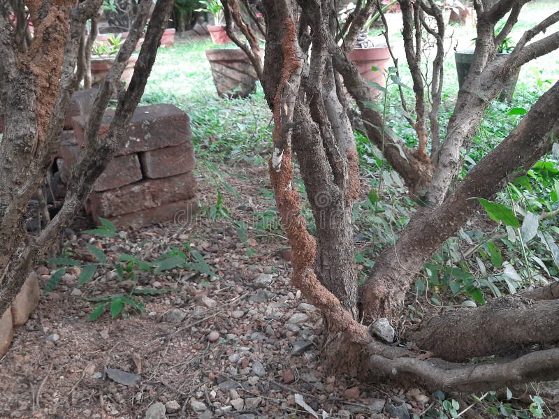 Termites Eating Tree Dry Branch. Stock Photo - Image of termites ...