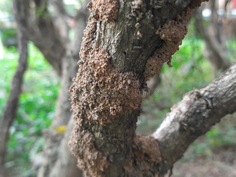 Termites Eating Tree Dry Branch. Stock Image - Image of wildlife, gray ...