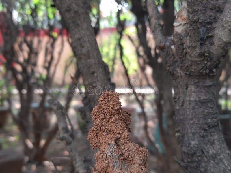 Termites Eating Tree Dry Branch. Stock Photo - Image of cement, home ...