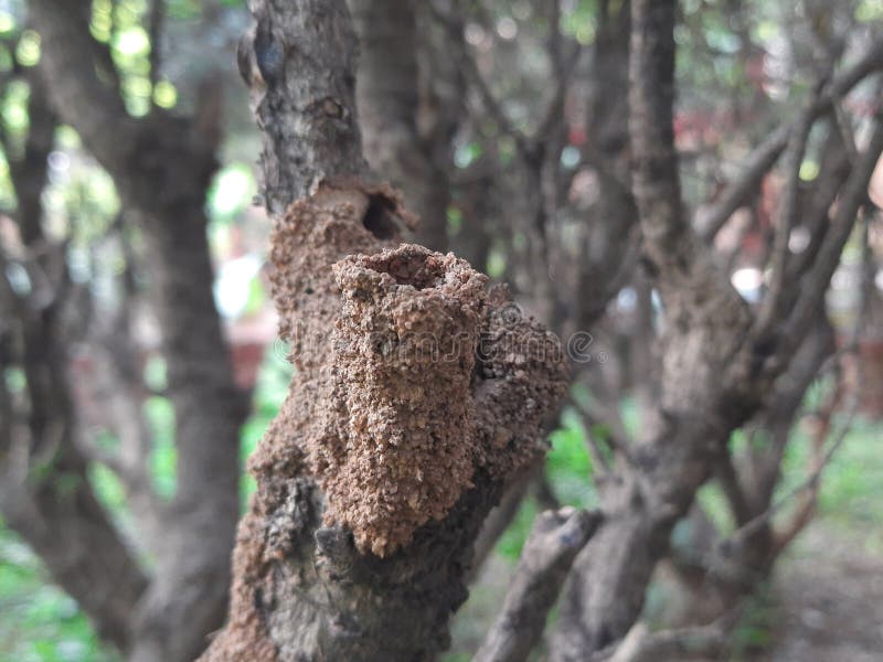 Termites Eating Tree Dry Branch. Stock Image - Image of closeup ...