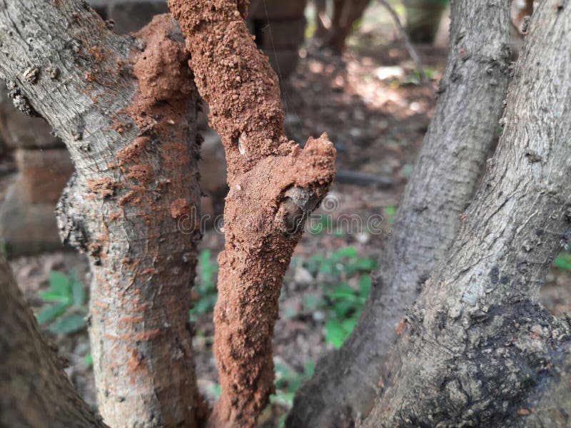 Termites Eating Tree Dry Branch. Stock Image - Image of home, insect ...