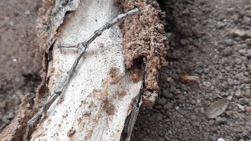 Termites Eating Tree Dry Branch. Stock Video - Video of park ...