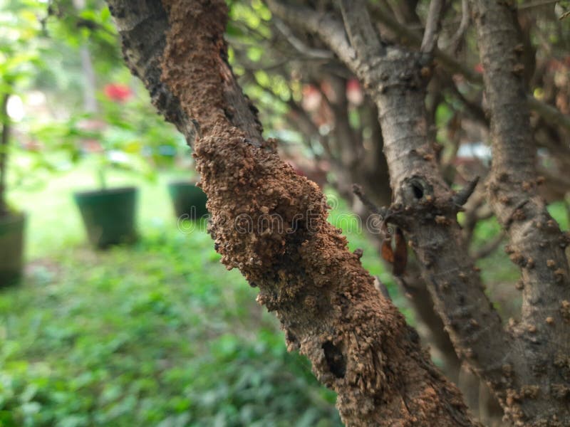 Termites Eating Tree Dry Branch. Stock Image - Image of texture, ants ...