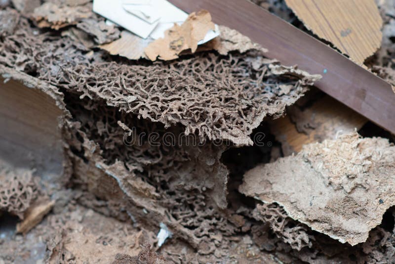 Termites Eating Wood in or Around Home Stock Photo - Image of destroy ...