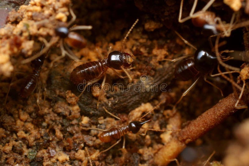 Termites Tropical Rainforest Stock Photos - Free & Royalty-Free Stock ...