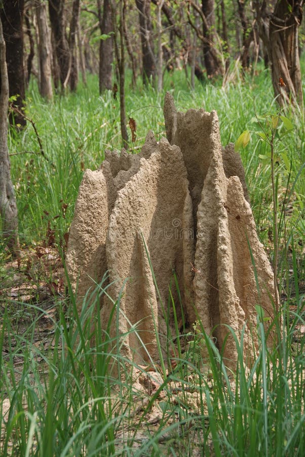 Termites stock image. Image of soil, macro, insecta, tunnel - 709047