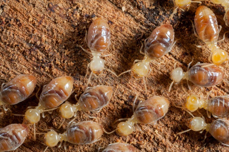 Termites insects in colony stock image. Image of plague - 93169093