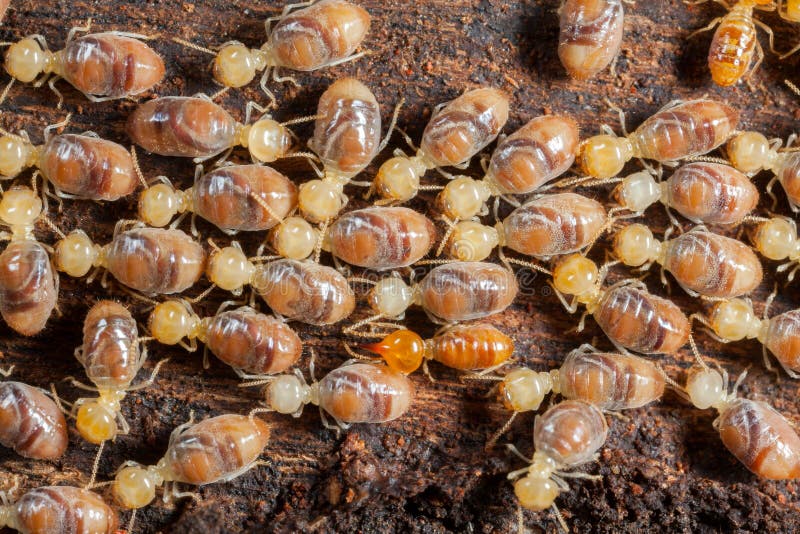 Termites Insects in Colony Over Wood Inside of the Amazon Rainforest in ...