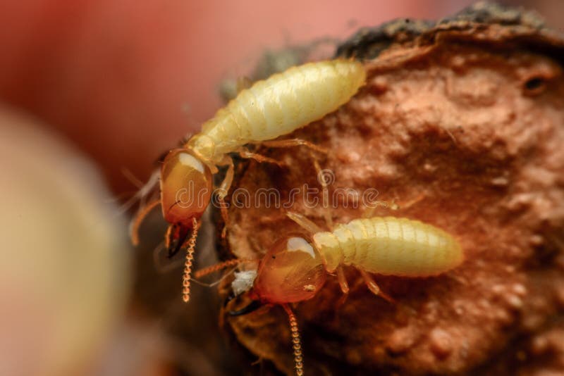 Termites macro stock photo. Image of grain, design, nature - 58872152