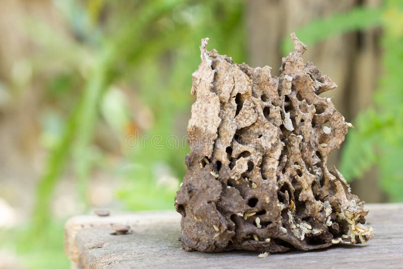 Termites Morts Ou Fourmis Blanches Avec Le Monticule Photo stock ...
