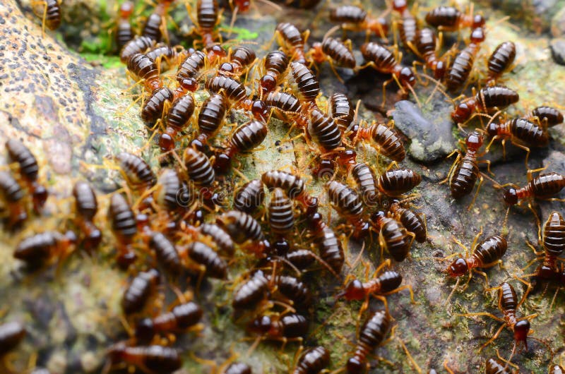 Adult of termites stock photo. Image of detail, destruction - 24040744
