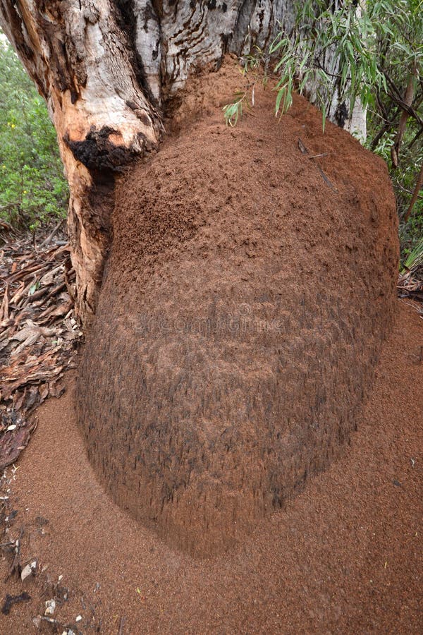 Termites Nest on the Ground Stock Image - Image of anthill, colony ...