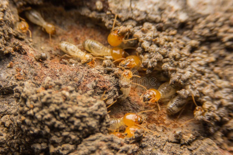 Termites nesting stock image. Image of pest, wood, macro - 55463815