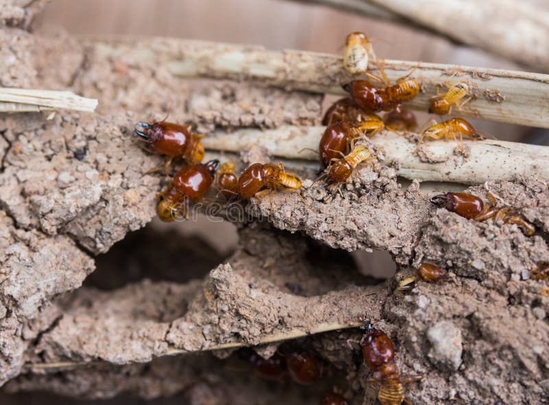 Termites are Nesting in Timber. Stock Photo - Image of detritivore ...