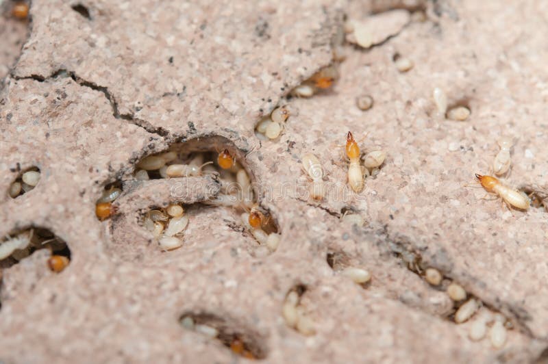 Termites Ou Fourmis Blanches Photo stock - Image du insecte, fourmis ...
