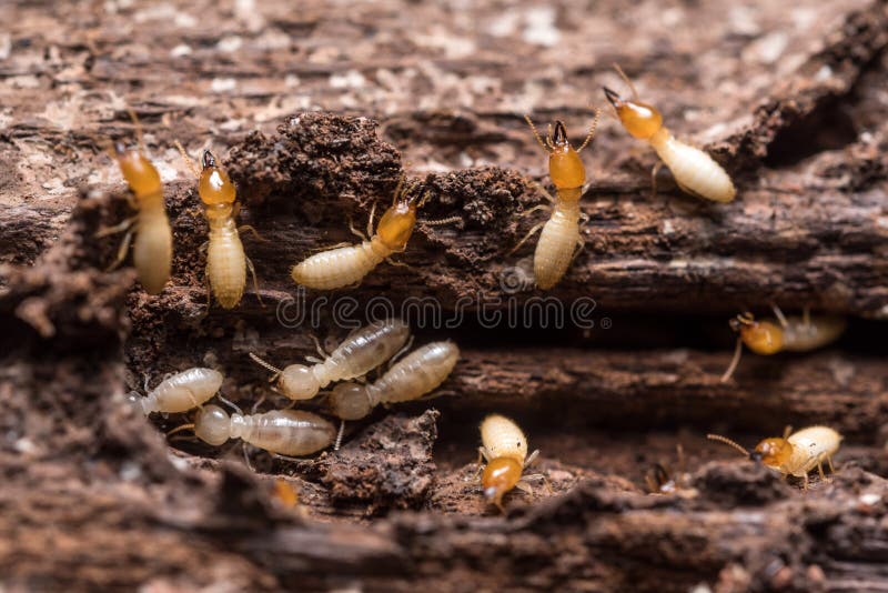 Termites Ou Fourmis Blanches Photo stock - Image du ennui, blanc: 44172710