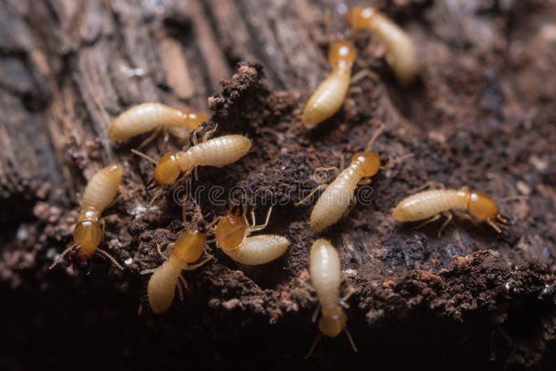 Termites Ou Fourmis Blanches Image stock - Image du lumber, ouvrier ...