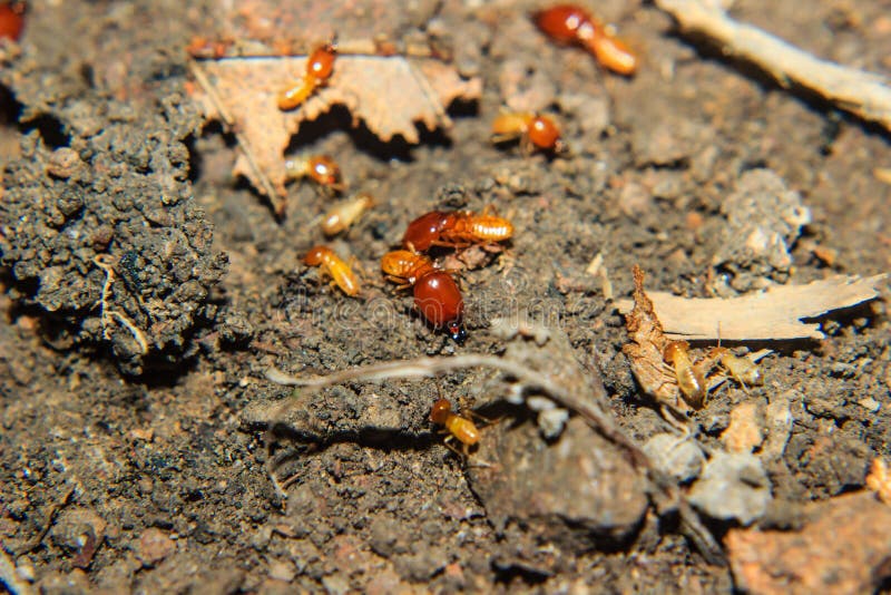 Termites Ou Fourmis Blanches Photo stock - Image du insecte, fourmis ...