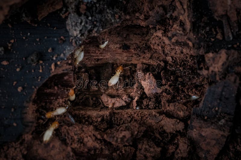 Termites Ou Fourmis Blanches Image stock - Image du surface ...