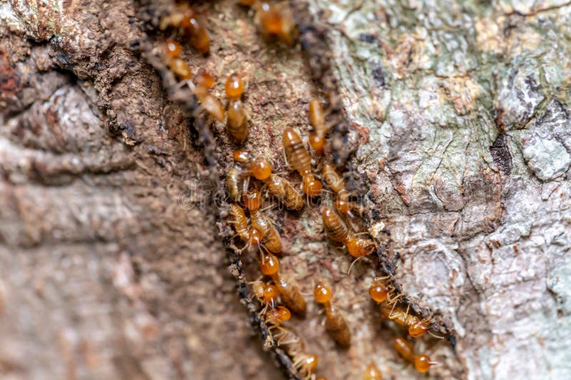 The Soldier Termite of Soil Eaters Stock Image - Image of carpentry ...