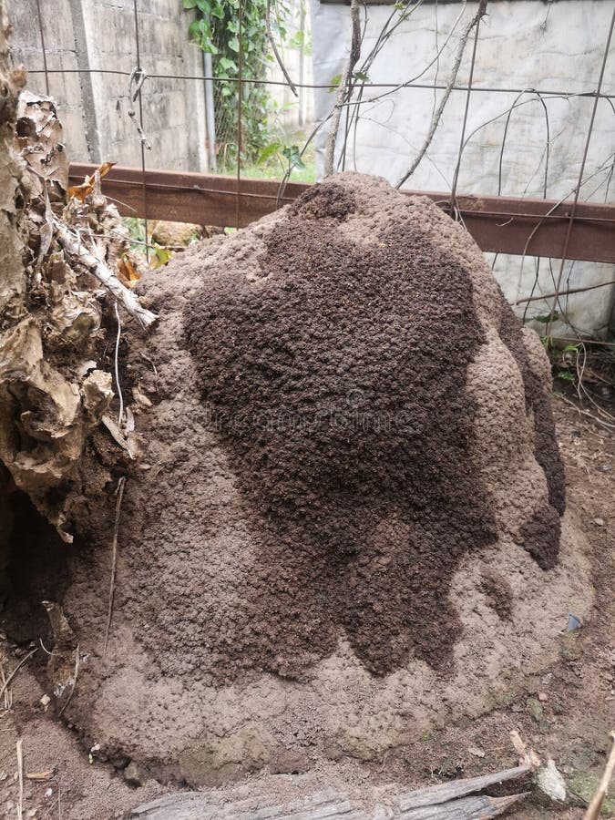 110 Shape Termite Stock Photos - Free & Royalty-Free Stock Photos from ...