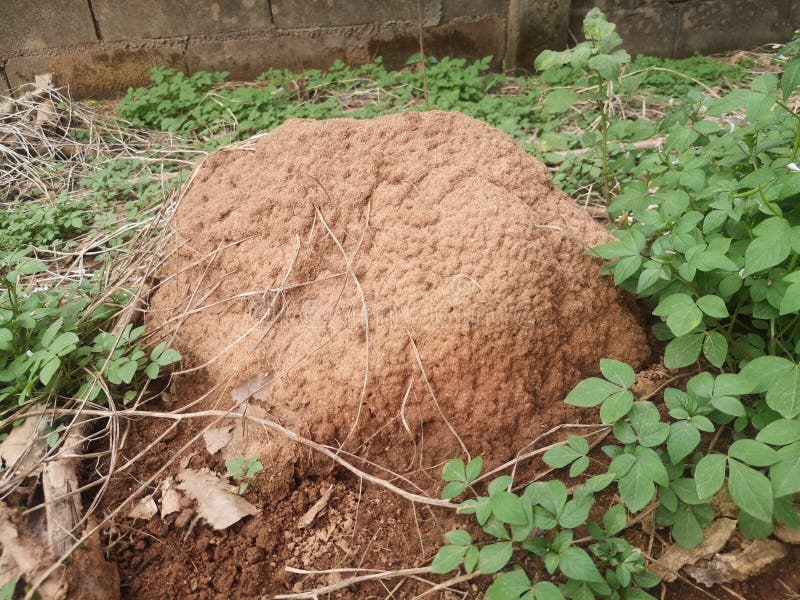 Subterranean Termites Nest