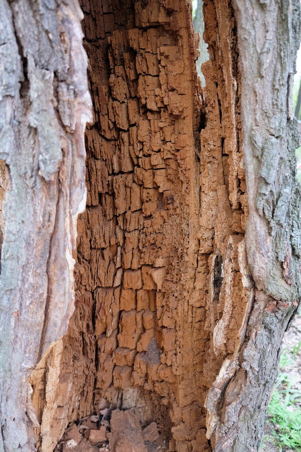 Termites Strangled Wood. the Trunk of a Tree in a Forest Stock Image ...