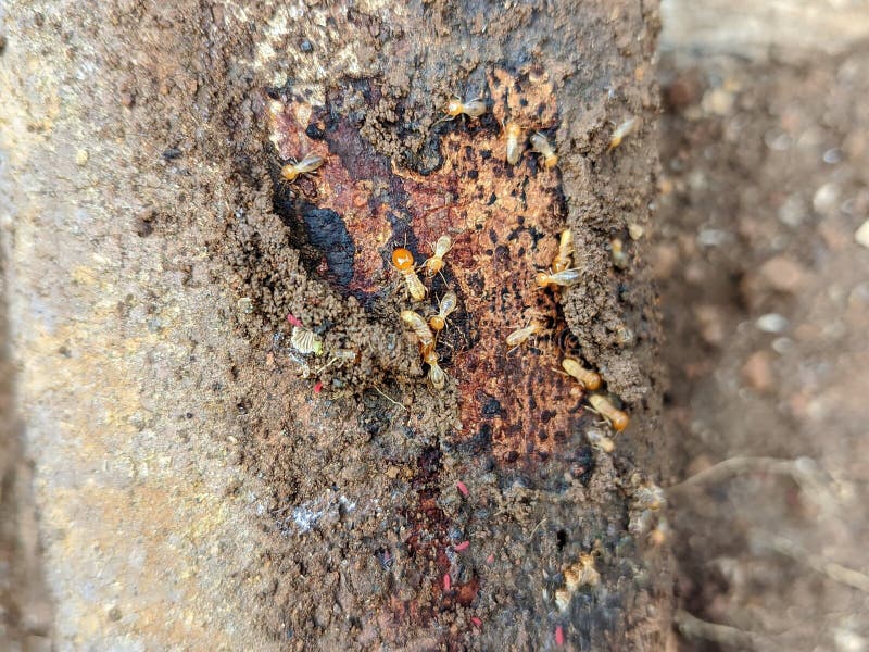Termites Swarming on Decaying Wood or Soil Surface Stock Photo - Image ...