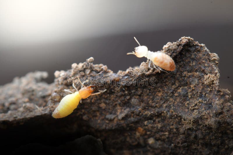 Termites in Termite Mound for Background. Stock Photo - Image of farm ...