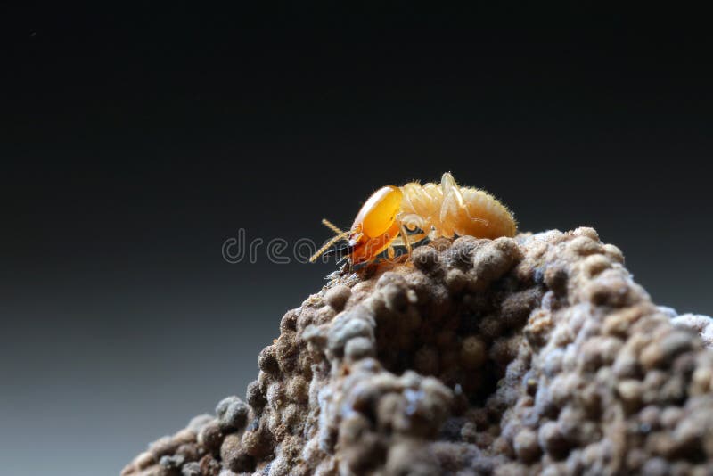 Termites in Termite mound. stock photo. Image of objects - 141953752