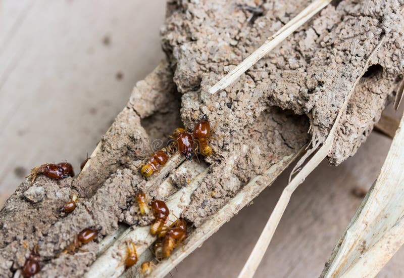 Termites nesting stock image. Image of colony, isoptera - 55463813