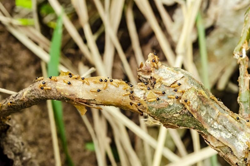 Termites on the tree stock image. Image of termite, decay - 32566641